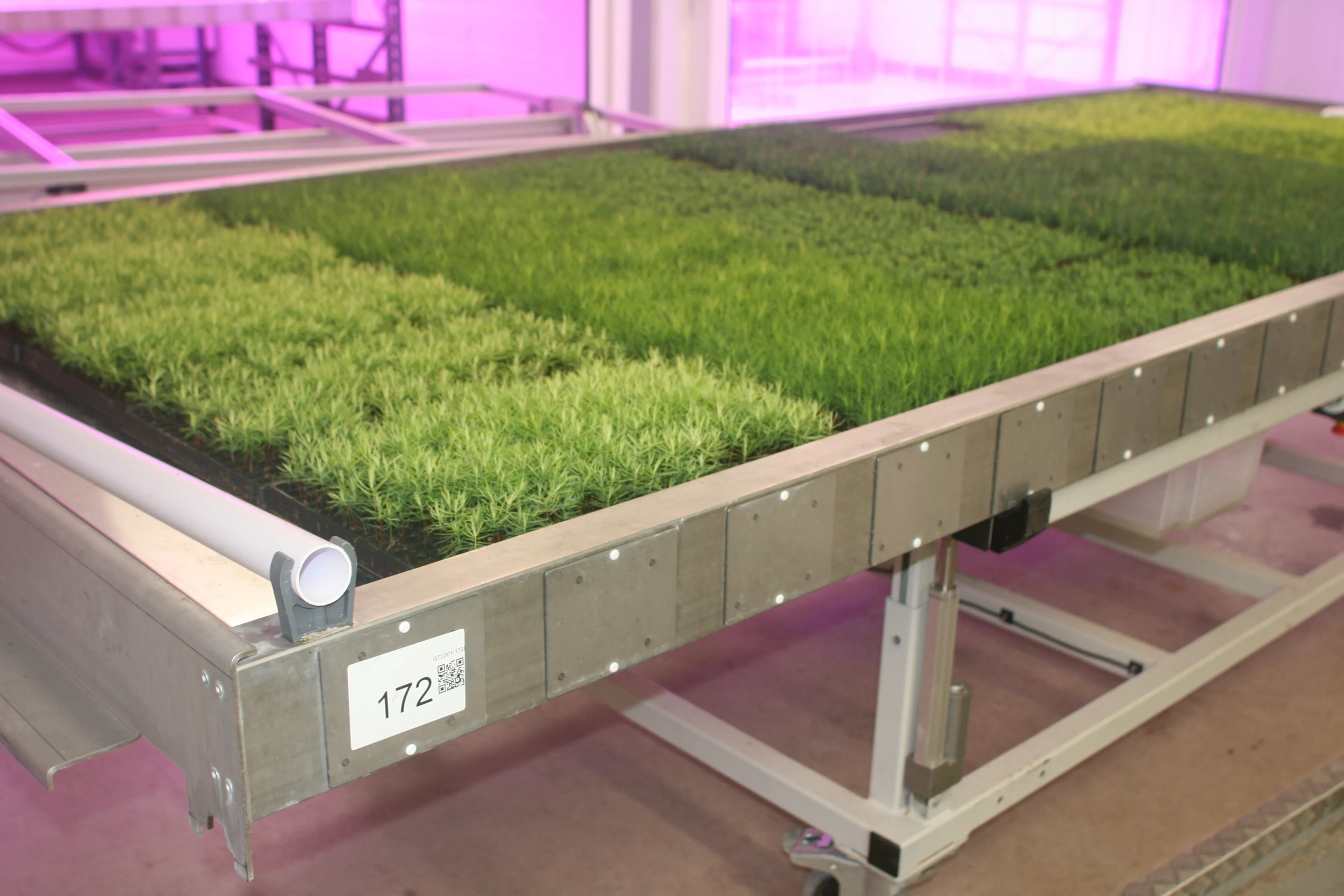 Vertical Farming for Forestry | Intelligent Growth Solutions Vertical Farming for Forestry | Intelligent Growth Solutions